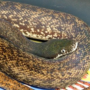 Liasis mackloti savuensis4.JPG | Fauna Exótica