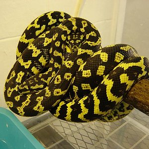 M.s.c. Linea. Casey Lazik. 03..JPG | Fauna Exótica