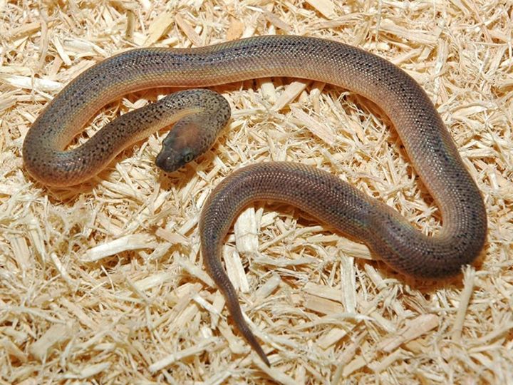 Granite Spotted Python (Antaresia maculosa) | Fauna Exótica