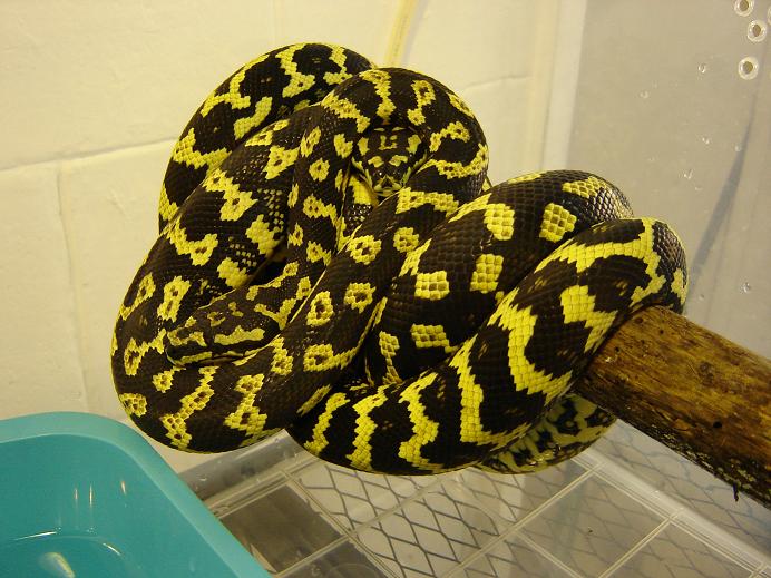 M.s.c. Linea. Casey Lazik. 03..JPG | Fauna Exótica