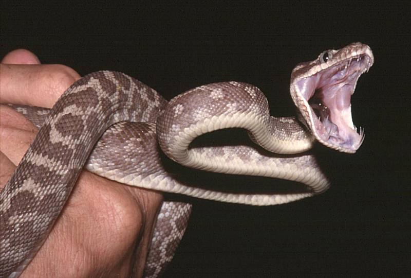 Rough Scaled Python.jpg | Fauna Exótica